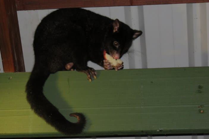 Fun Possum Facts for Kids