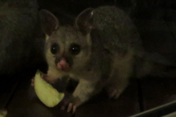 Fun Possum Facts for Kids