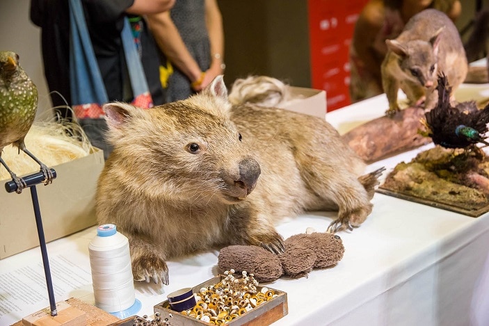 10 things you must see at the World Science Festival Brisbane ...