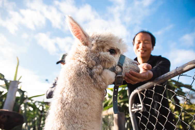 Forest Dragon Fruit Farm at Forestdale - Brisbane Kids